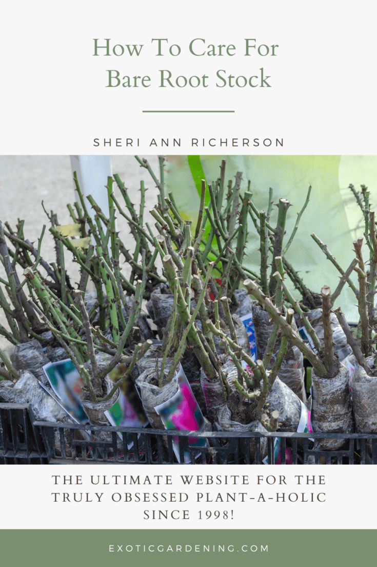 How To Care For Bare Root Stock - Exotic Gardening