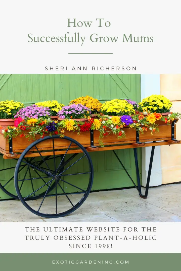 How To Successfully Grow Mums - Exotic Gardening