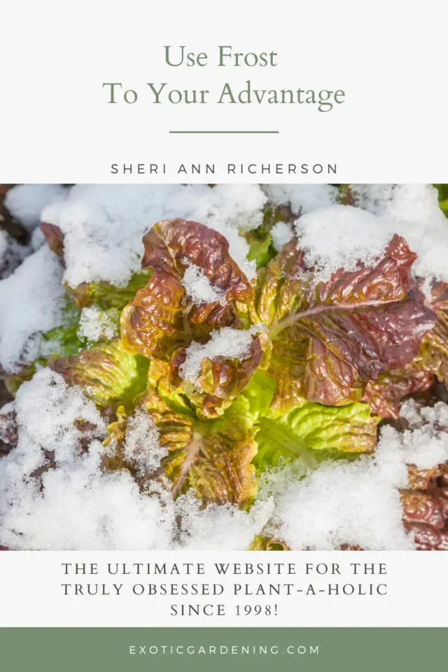Use Frost To Your Advantage - Exotic Gardening