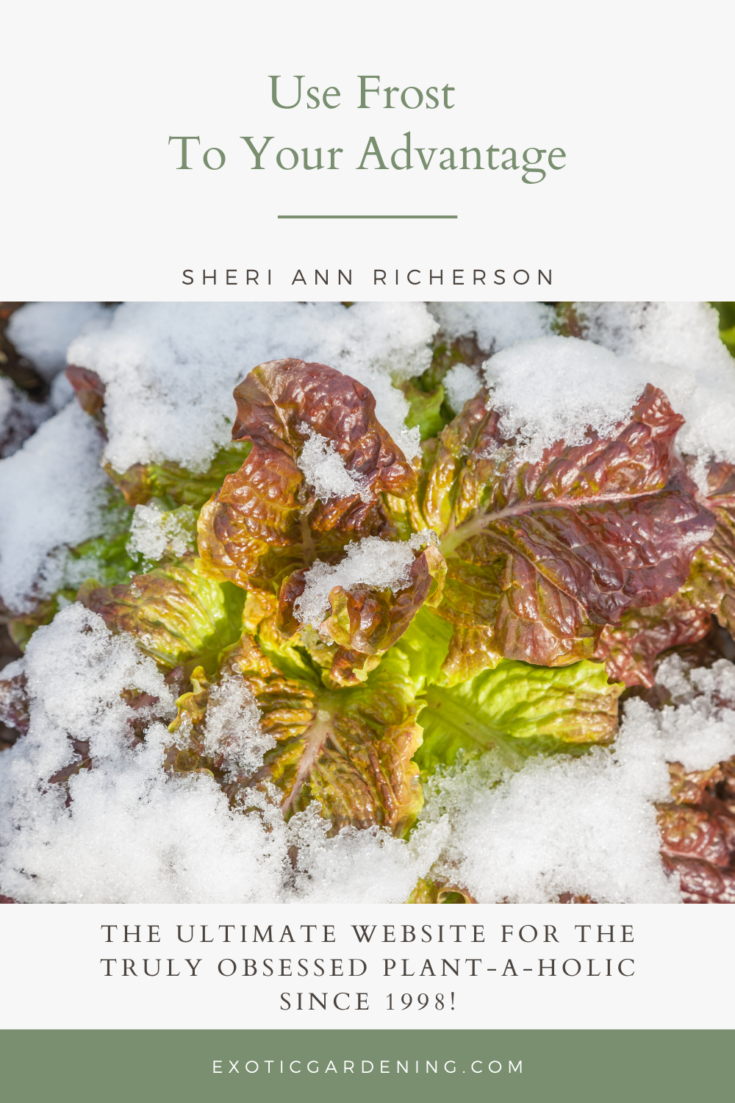 Use Frost To Your Advantage - Exotic Gardening