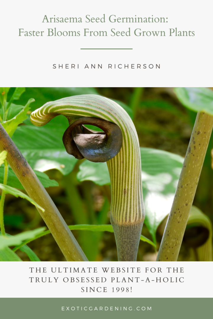 Arisaema Seed Germination: Faster Blooms From Seed Grown Plants ...
