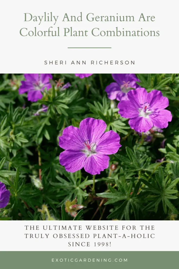 Awesome Colorful Plant Combinations: Reliable Daylily And Geranium ...