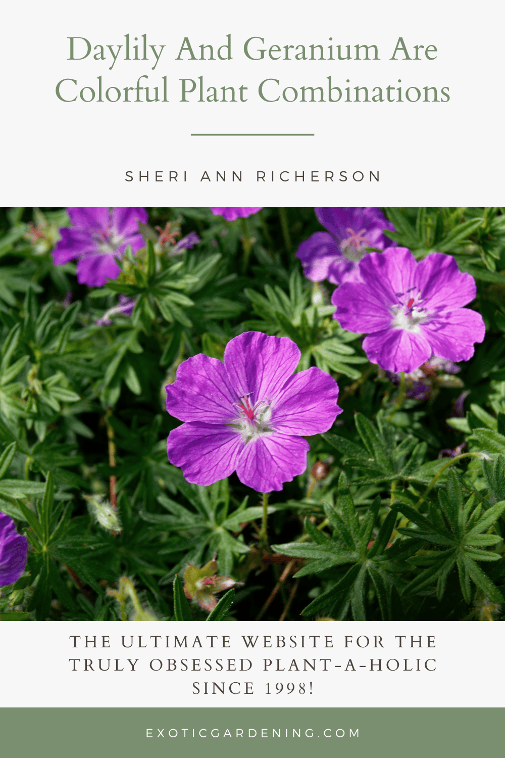 Awesome Colorful Plant Combinations: Reliable Daylily And Geranium ...