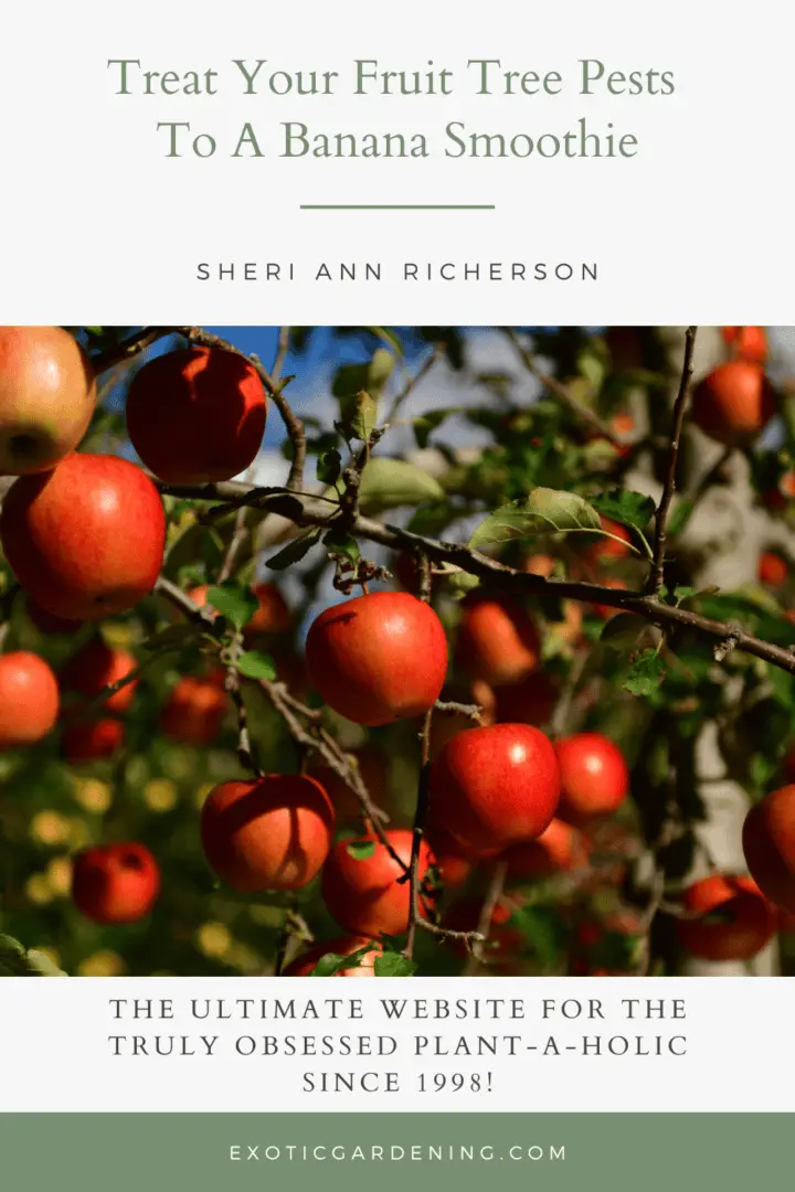 Treat Your Fruit Tree Pests To A Banana Smoothie - Exotic Gardening