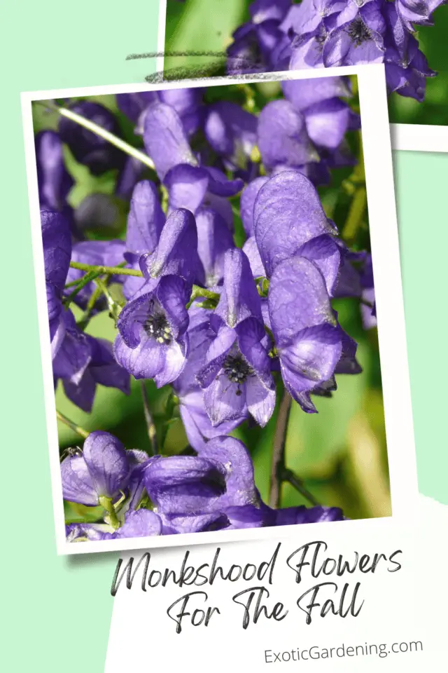 Monkshood Flowers for the Fall: A Majestic and Toxic Beauty - Exotic ...