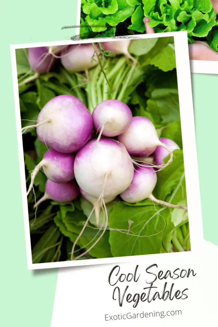 Cool Season Vegetables - Exotic Gardening