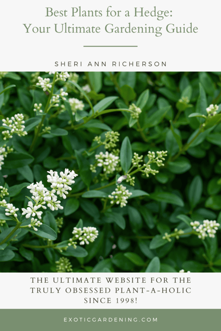 Best Plants for a Hedge: Your Ultimate Gardening Guide - Exotic Gardening