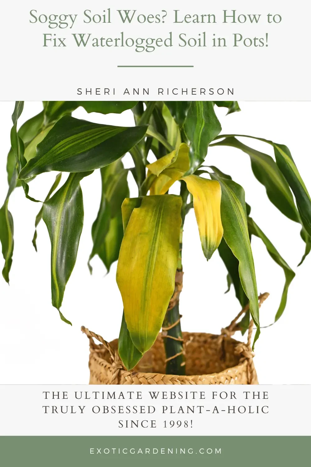 Soggy Soil Woes? Learn How to Fix Waterlogged Soil in Pots! - Exotic ...