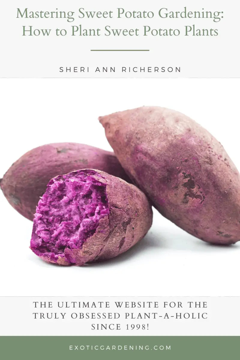 Mastering Sweet Potato Gardening: How to Plant Sweet Potato Plants - Exotic Gardening