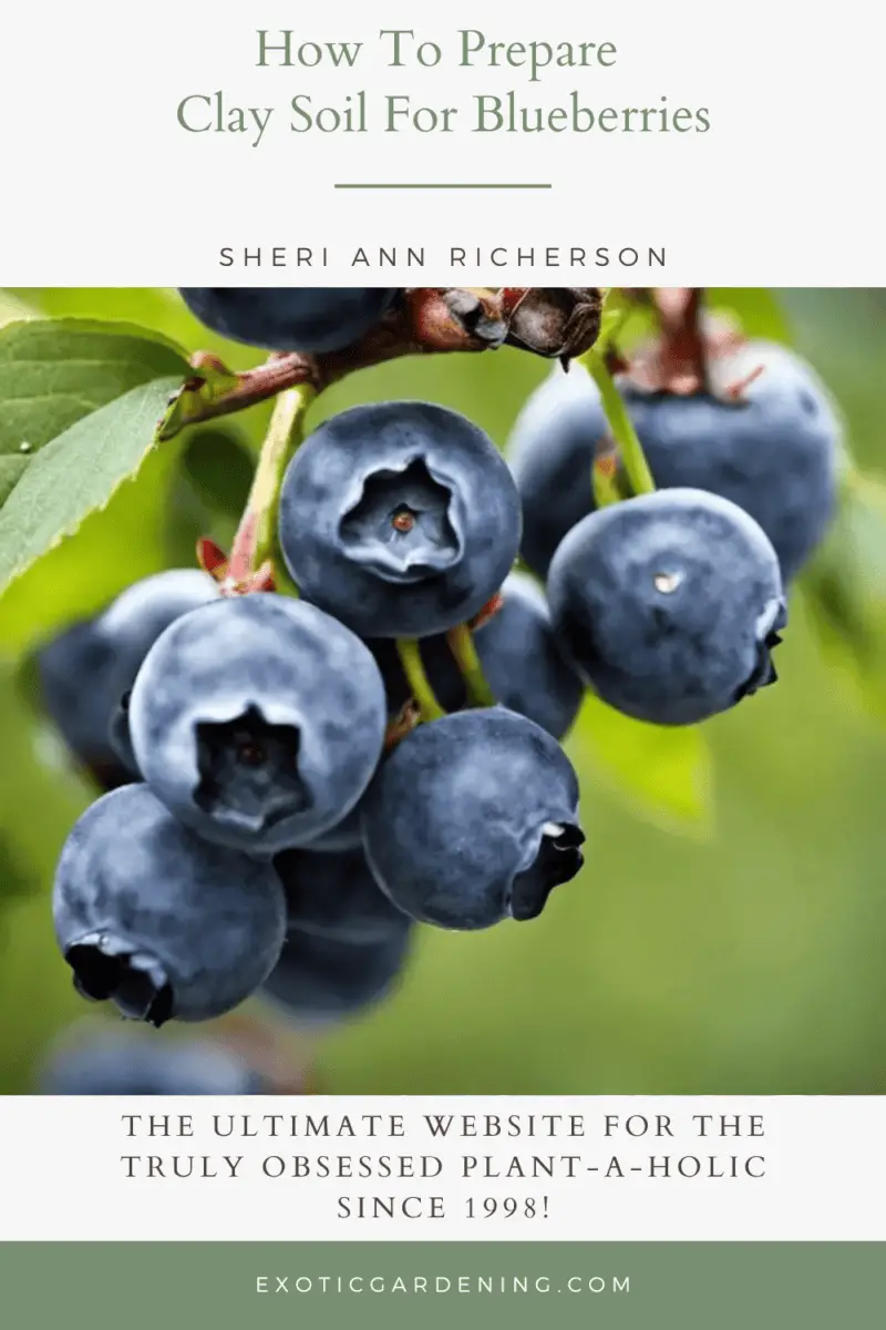 How To Prepare Clay Soil For Blueberries - Exotic Gardening
