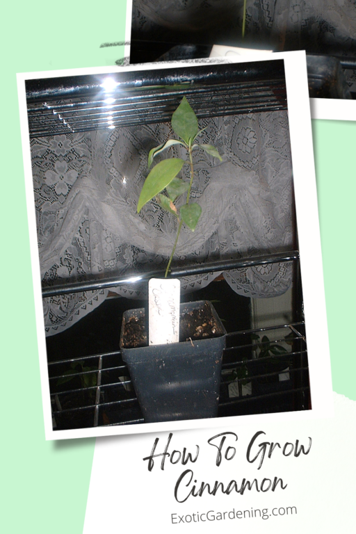 How To Grow Cinnamon - Exotic Gardening