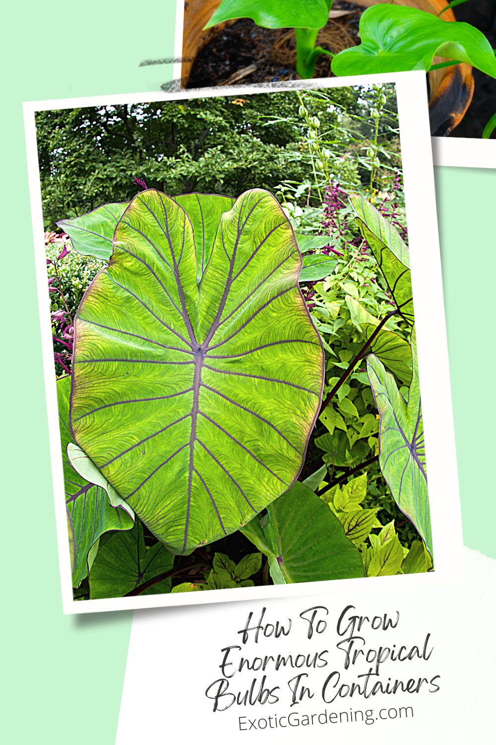 How To Grow Enormous Tropical Bulbs In Containers - Exotic Gardening