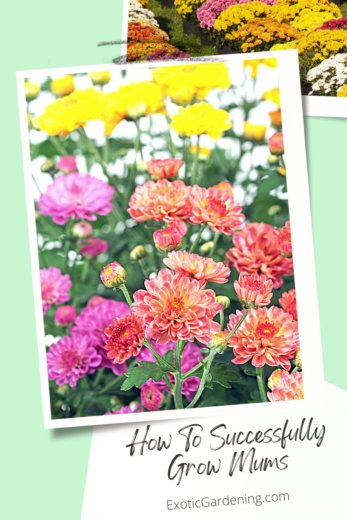 How To Successfully Grow Mums - Exotic Gardening