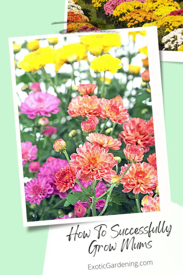 How To Successfully Grow Mums - Exotic Gardening