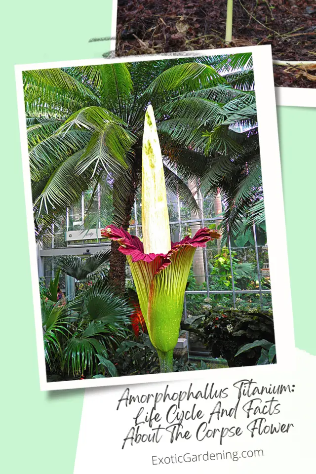 Amorphophallus Titanium: Life Cycle And Facts About The Corpse Flower ...