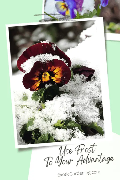Use Frost To Your Advantage - Exotic Gardening