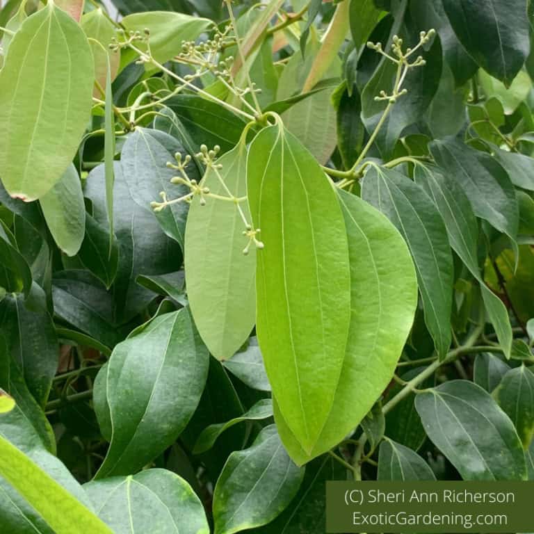 How To Grow Cinnamon - Exotic Gardening