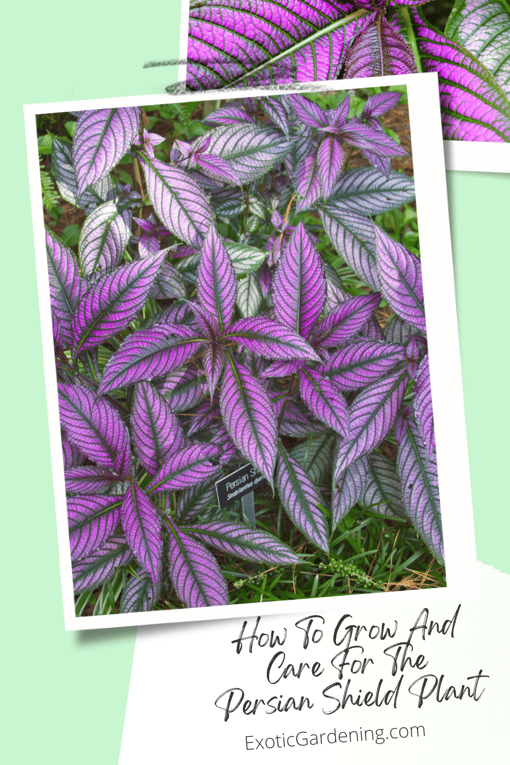 How To Grow And Care For The Persian Shield Plant - Exotic Gardening