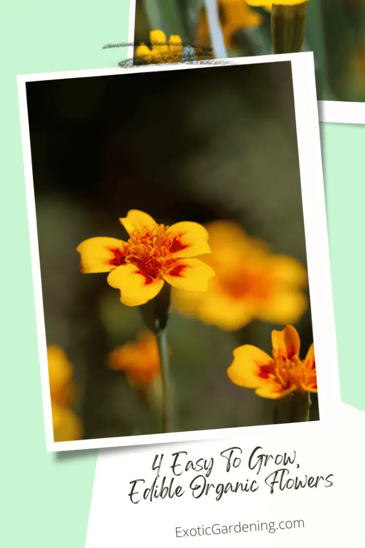 4 Easy To Grow, Edible Organic Flowers - Exotic Gardening