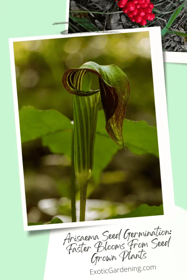 Arisaema Seed Germination: Faster Blooms From Seed Grown Plants ...