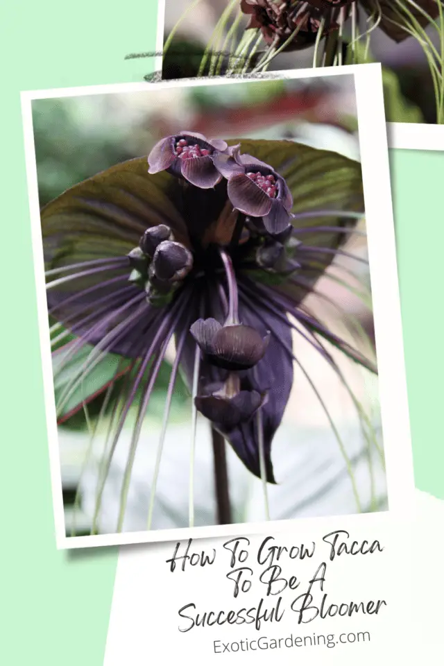 How To Grow Tacca To Be A Successful Bloomer - Exotic Gardening