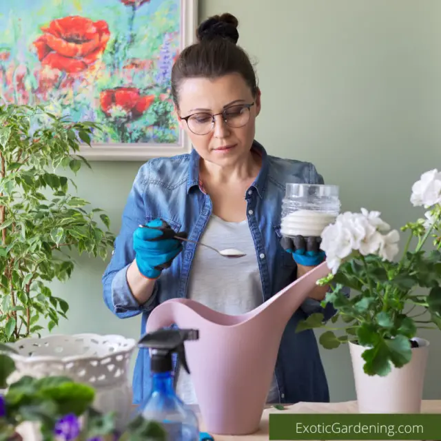 6 Easy Tips On How To Care For Plants - Exotic Gardening