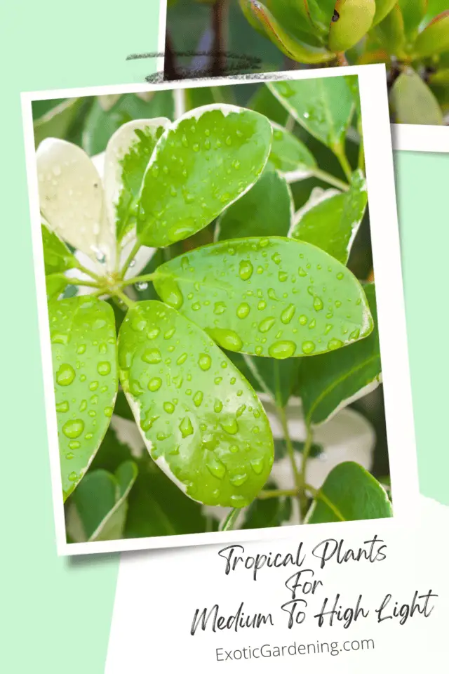 Tropical Plants For Medium To High Light - Exotic Gardening
