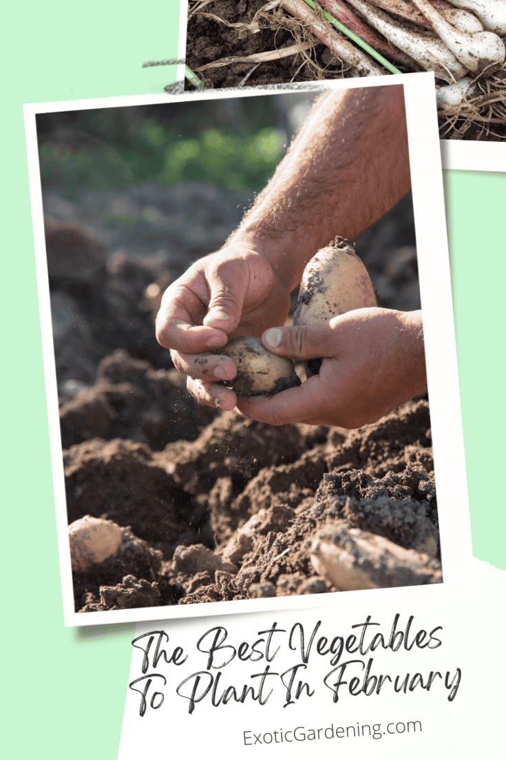 The Best Vegetables To Plant In February - Exotic Gardening