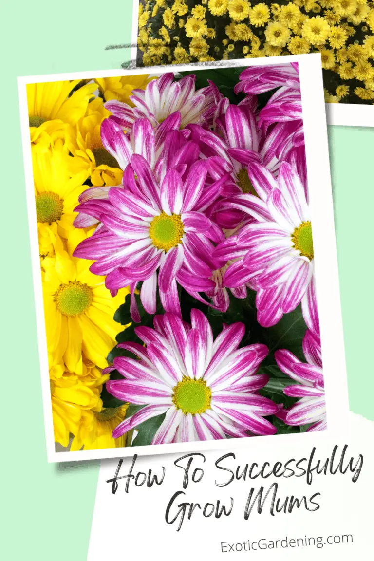 How To Successfully Grow Mums - Exotic Gardening