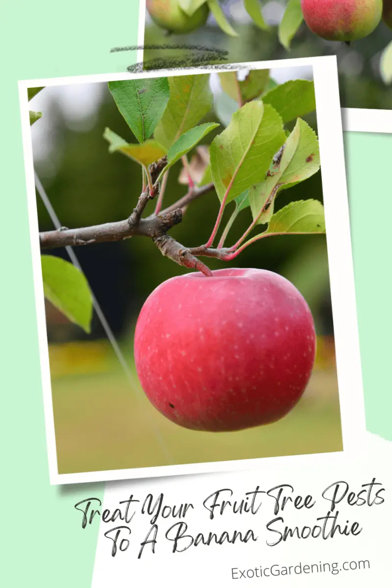 Treat Your Fruit Tree Pests To A Banana Smoothie - Exotic Gardening