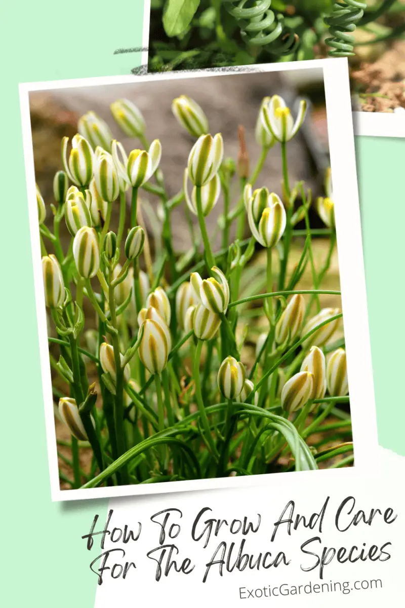 How To Grow And Care For The Albuca Species - Exotic Gardening