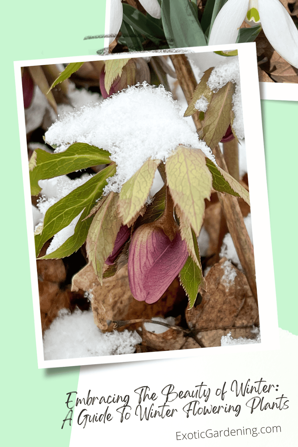 Embracing the Beauty of Winter: A Guide to Winter Flowering Plants ...