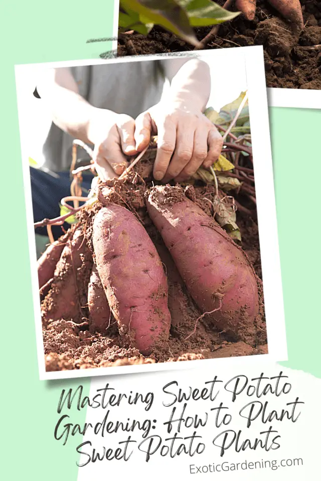 Mastering Sweet Potato Gardening: How to Plant Sweet Potato Plants - Exotic Gardening