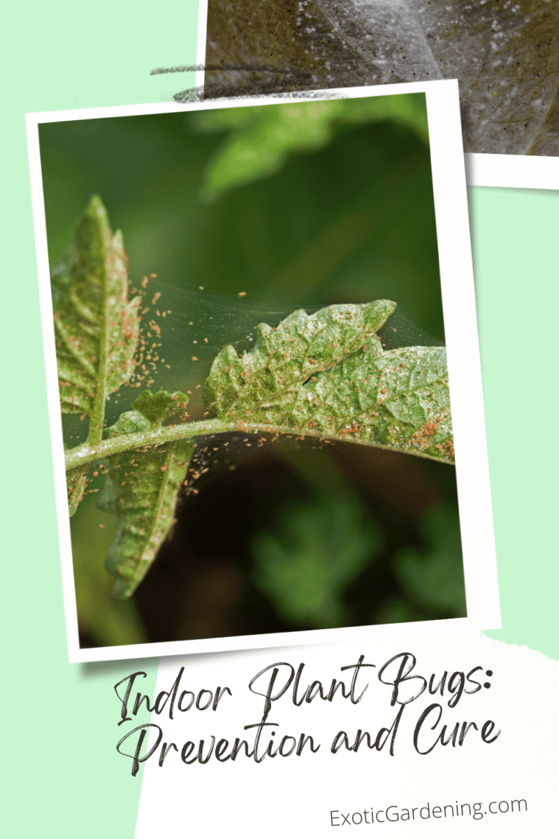 Indoor Plant Bugs: Prevention and Cure - Exotic Gardening