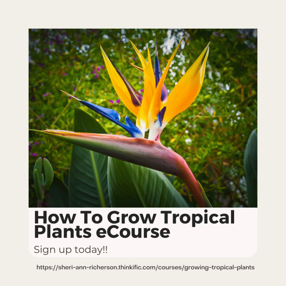 Amorphophallus Titanium: Life Cycle And Facts About The Corpse Flower ...