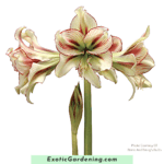 How To Grow Amaryllis - Exotic Gardening