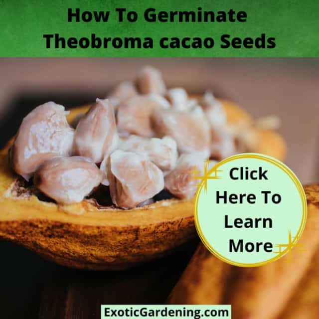 How To Germinate Theobroma cacao Seeds - Exotic Gardening