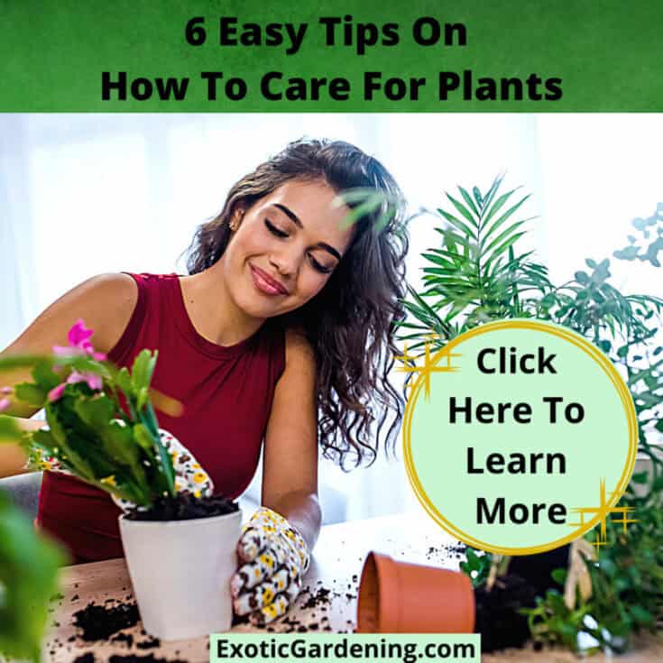 6 Easy Tips On How To Care For Plants - Exotic Gardening