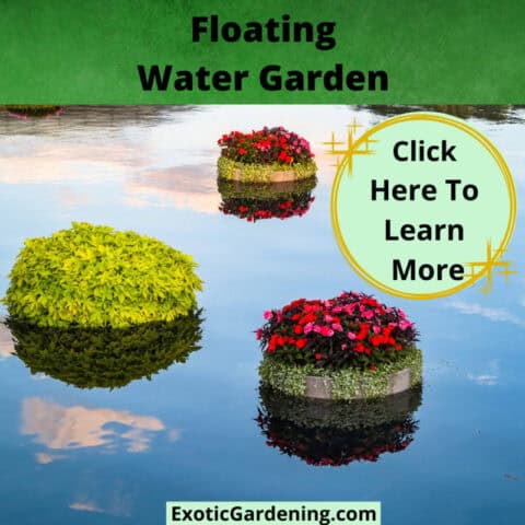 Floating Water Garden - Exotic Gardening