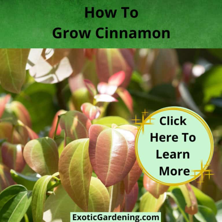 Scented Grass Adds Natural Fragrance To The Home Or Garden - Exotic ...