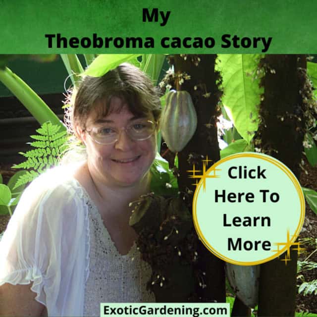 Scented Grass Adds Natural Fragrance To The Home Or Garden - Exotic ...