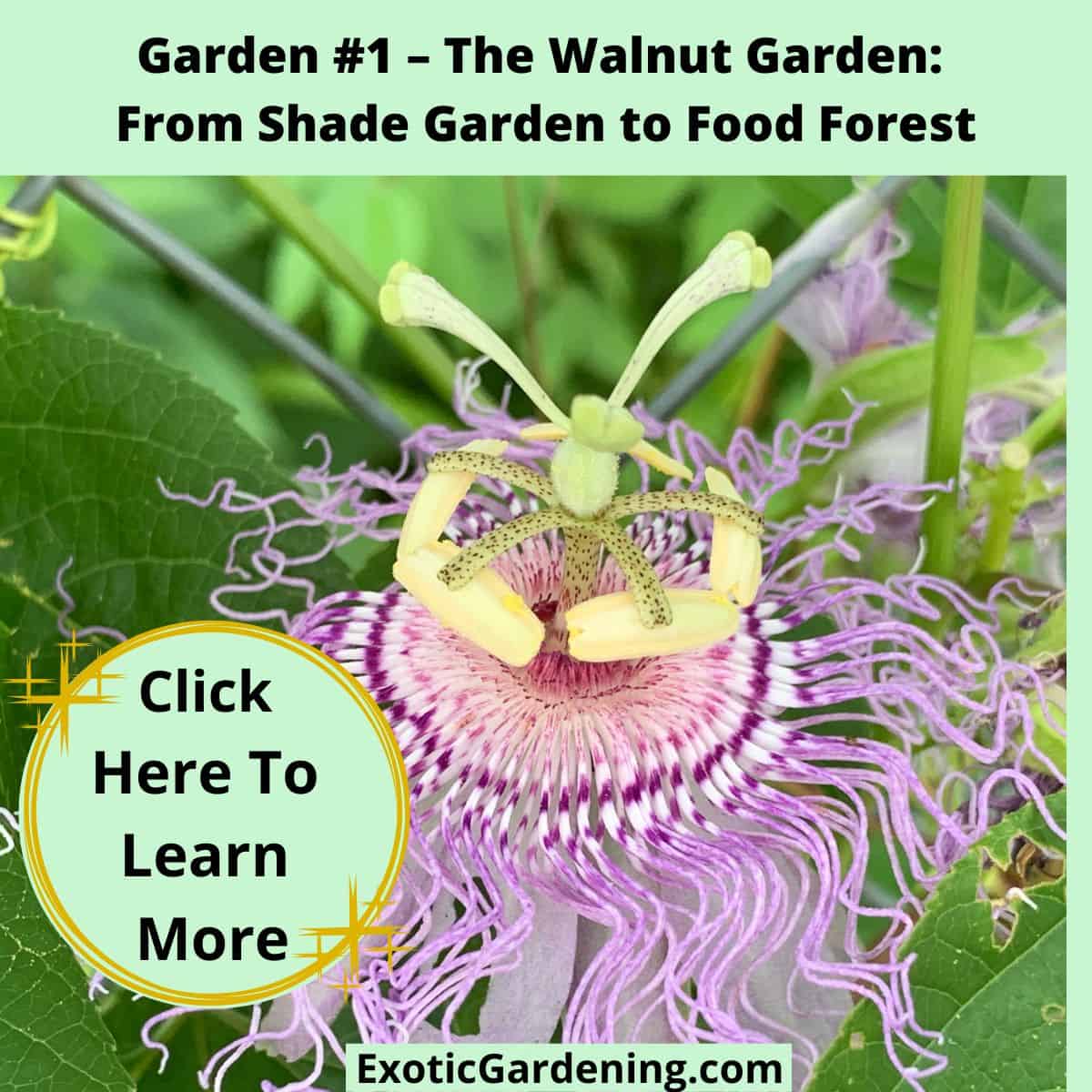 Garden #1 – The Walnut Garden: From Shade Garden to Food Forest ...