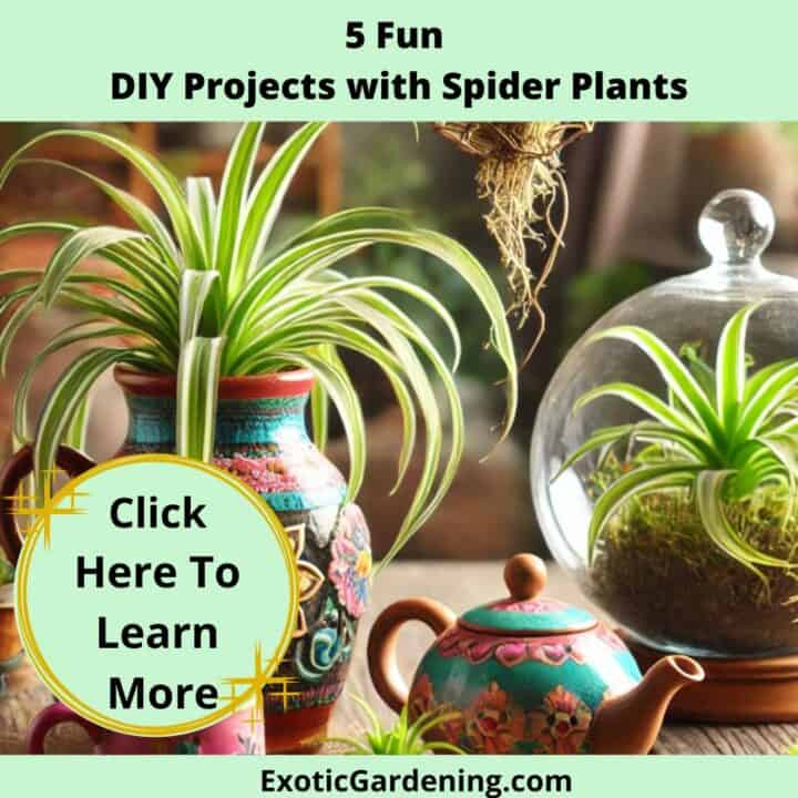 10 Fascinating Facts About Spider Plants You Didn’t Know - Exotic Gardening