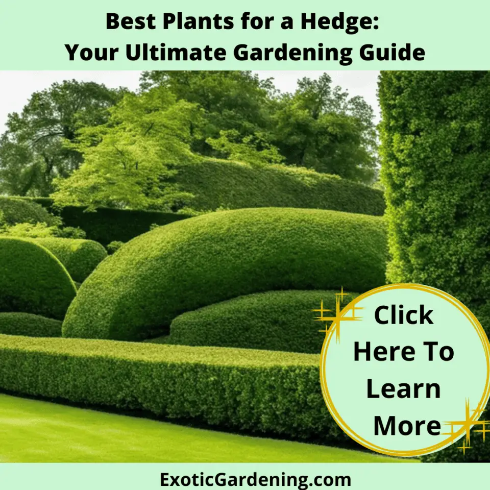 Best Plants for a Hedge: Your Ultimate Gardening Guide - Exotic Gardening