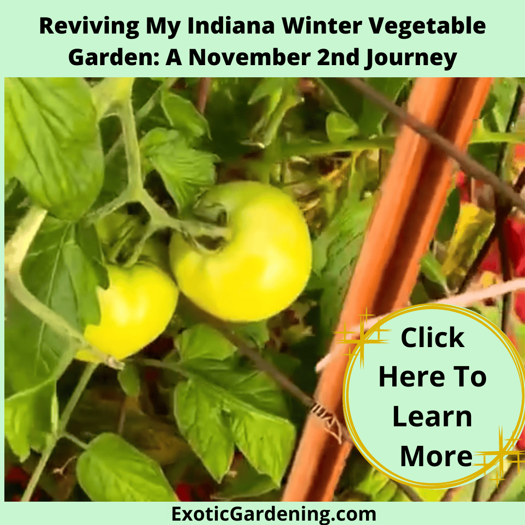 Reviving My Indiana Winter Vegetable Garden: A November 2nd Journey ...