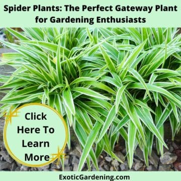 Top 10 Common Spider Plant Problems and How to Fix Them - Exotic Gardening