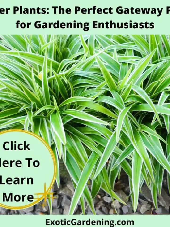 Exotic Gardening - The Ultimate Website for the Truly Obsessed Plant-A ...