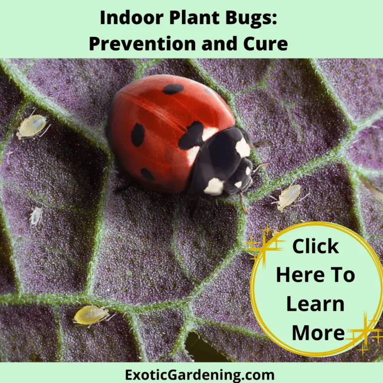 Understanding and Treating Plant Blight: The In-depth Guide - Exotic ...