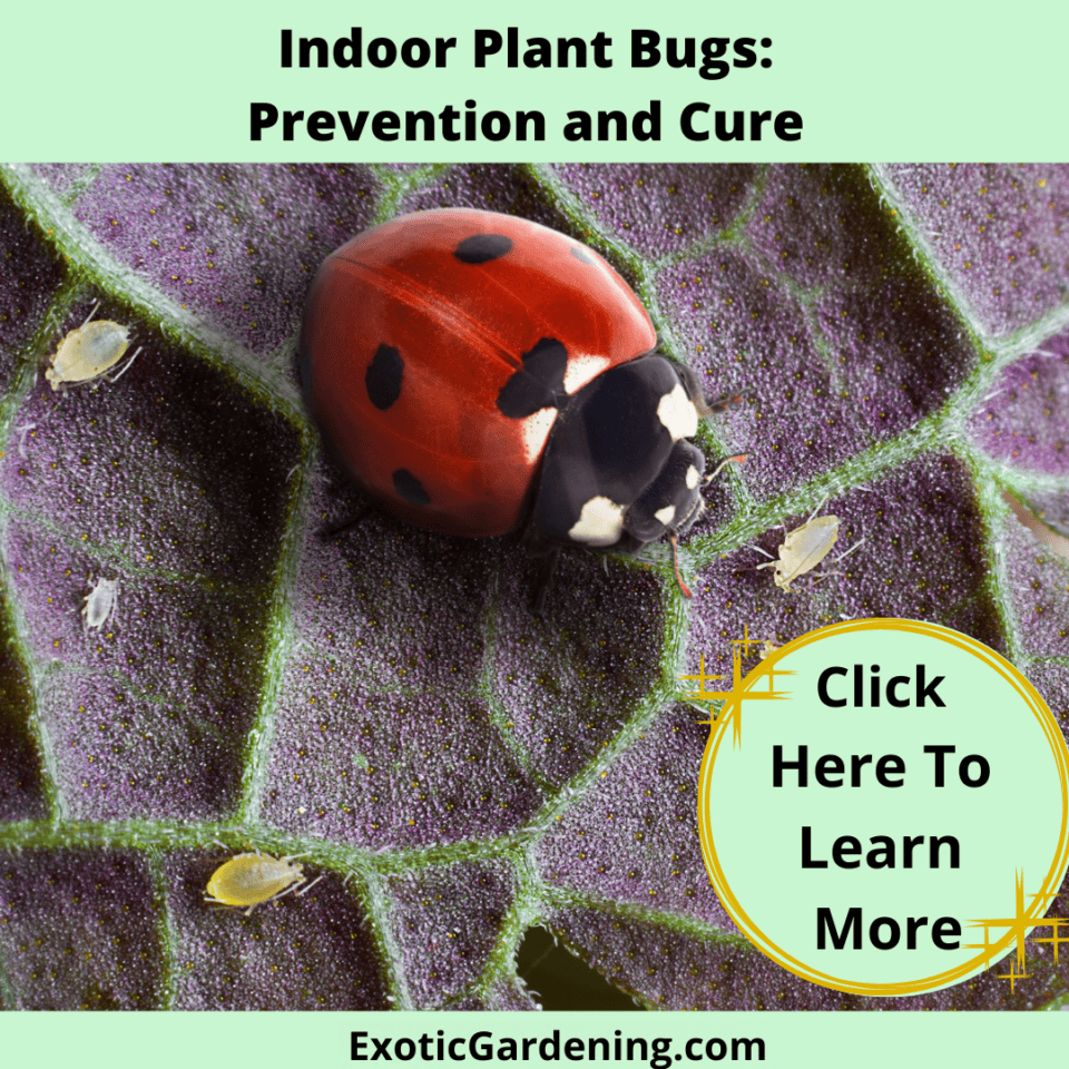 Understanding and Treating Plant Blight: The In-depth Guide - Exotic ...