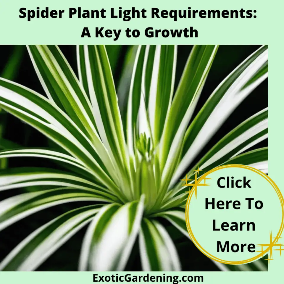The Ultimate Spider Plant Guide: Tips, Tricks, and Ideas for Beginners ...